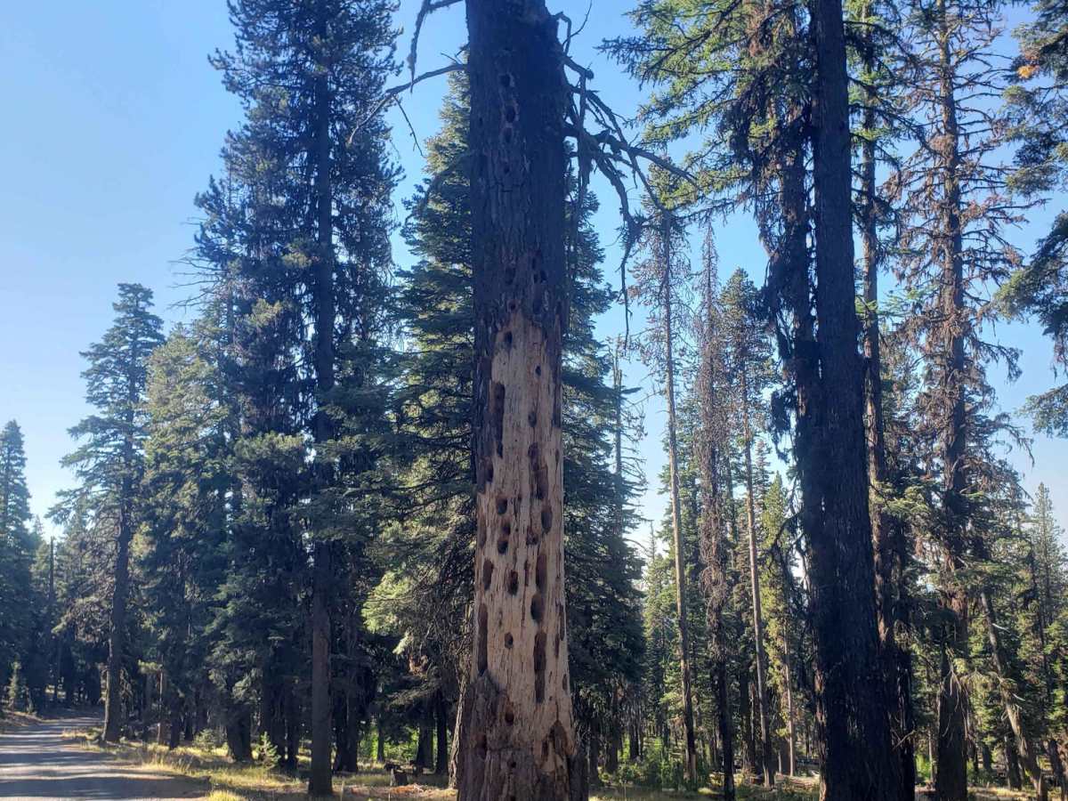 High Lake Road | Off-Road Trail Maps, Difficulty, Trail Status | onX ...