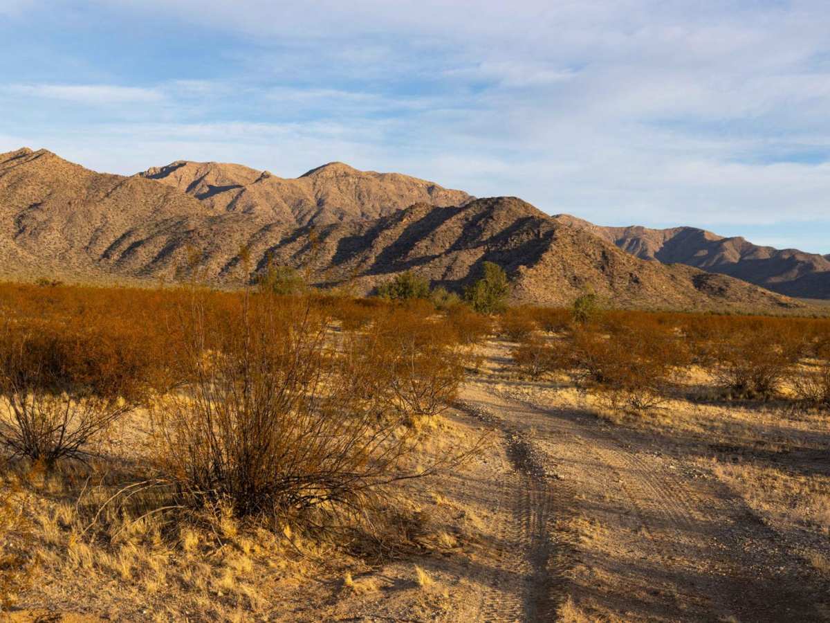 Cholla Camp | Off-Road Trail Maps, Difficulty, Trail Status | onX Offroad