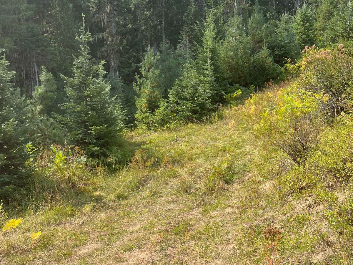 Tree Line Ride | Off-Road Trail Maps, Difficulty, Trail Status | onX ...