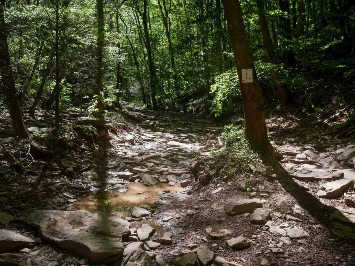 Trail 23 Sawmill Run | Off-Road Trail Maps, Difficulty, Trail Status ...