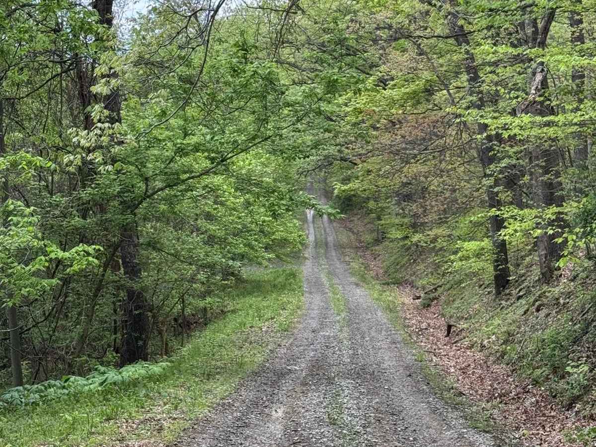 Dog Run Road | Off-Road Trail Maps, Difficulty, Trail Status | onX Offroad