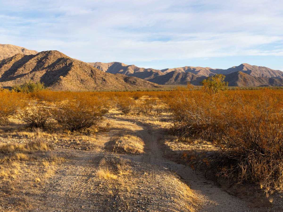 Cholla Camp | Off-Road Trail Maps, Difficulty, Trail Status | onX Offroad