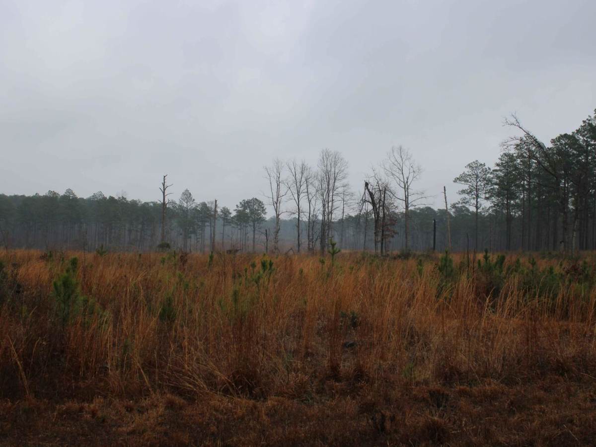 Carthage Timberlands to Kisatchie | Off-Road Trail Maps, Difficulty ...