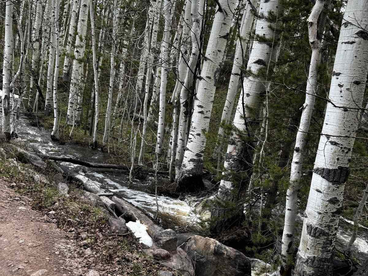 Lily Lake Road | Off-Road Trail Maps, Difficulty, Trail Status | onX ...