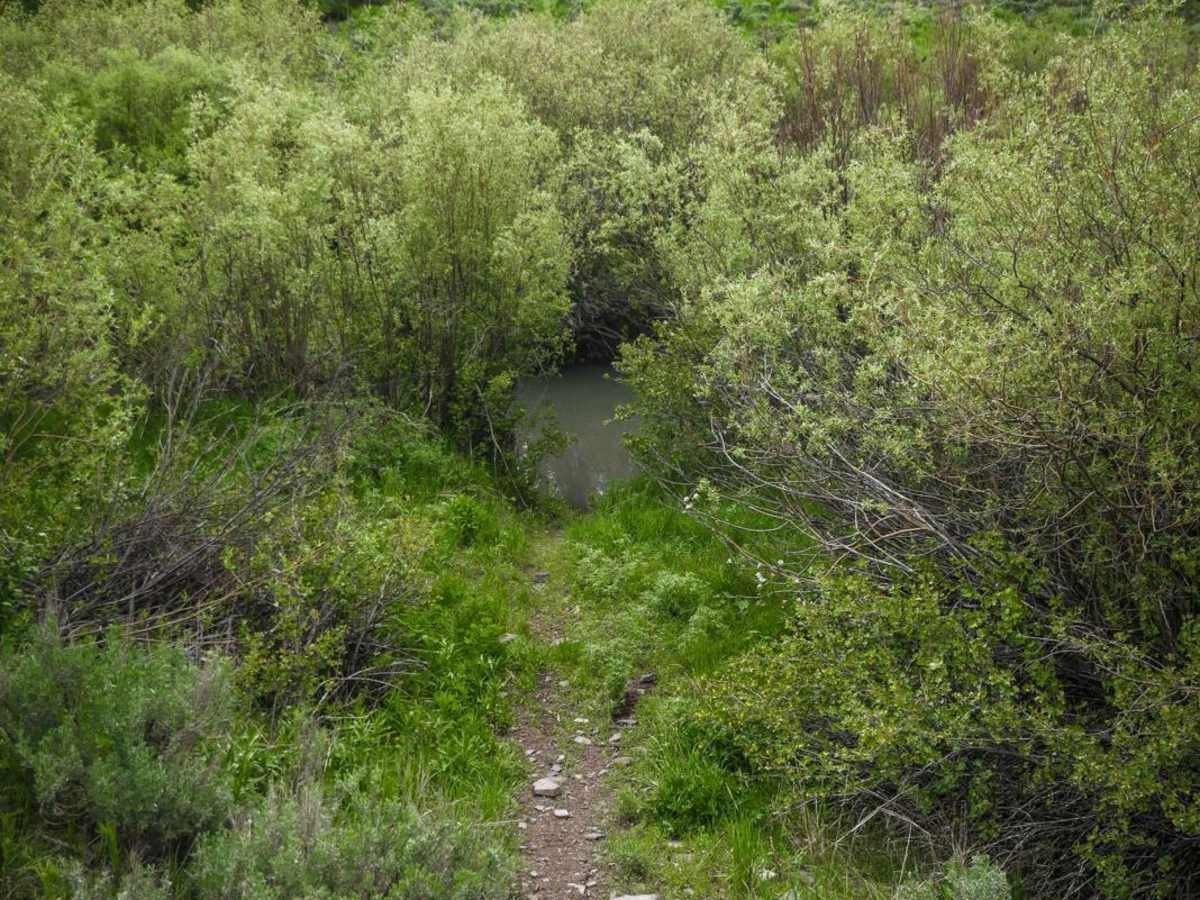 Middle Fork Shoshone Creek | Off-Road Trail Maps, Difficulty, Trail ...
