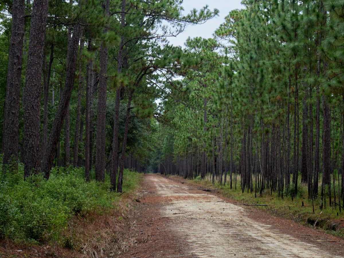 Bonneau Ferry WMA - Bottomland Hardwood Spur | Off-Road Trail Maps ...