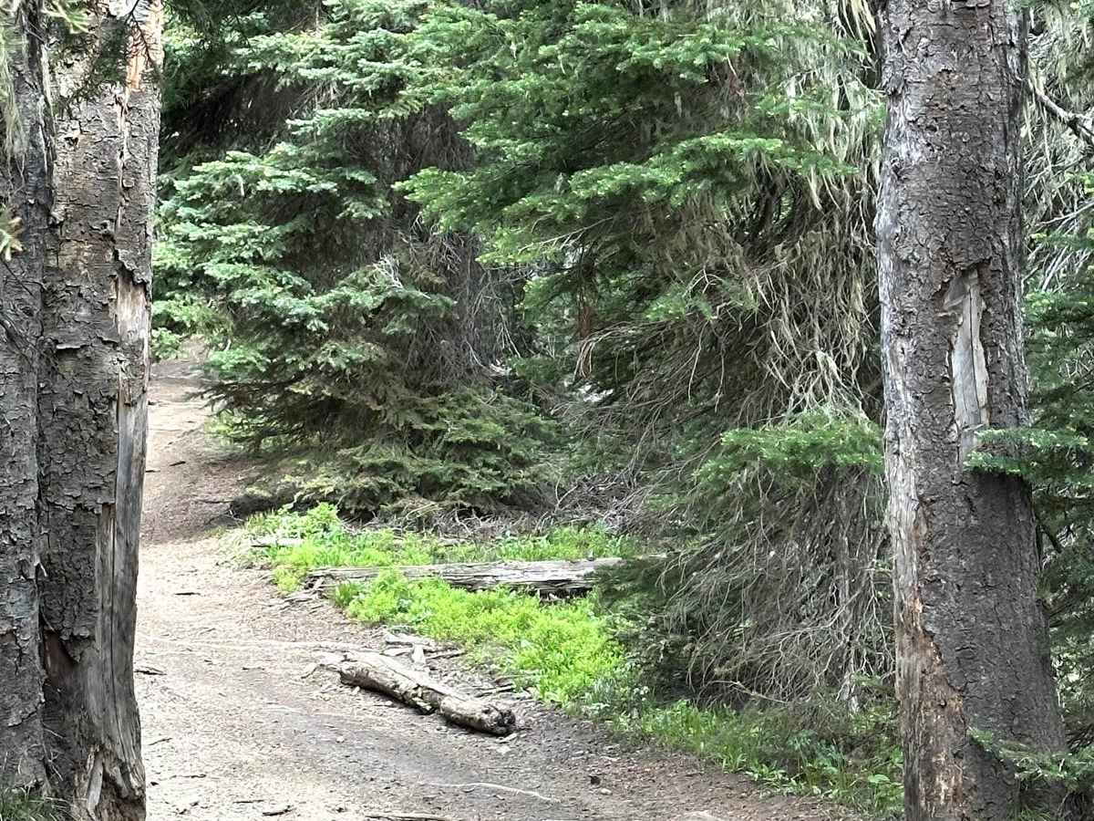 Tripod Flats Trail | Off-Road Trail Maps, Difficulty, Trail Status ...