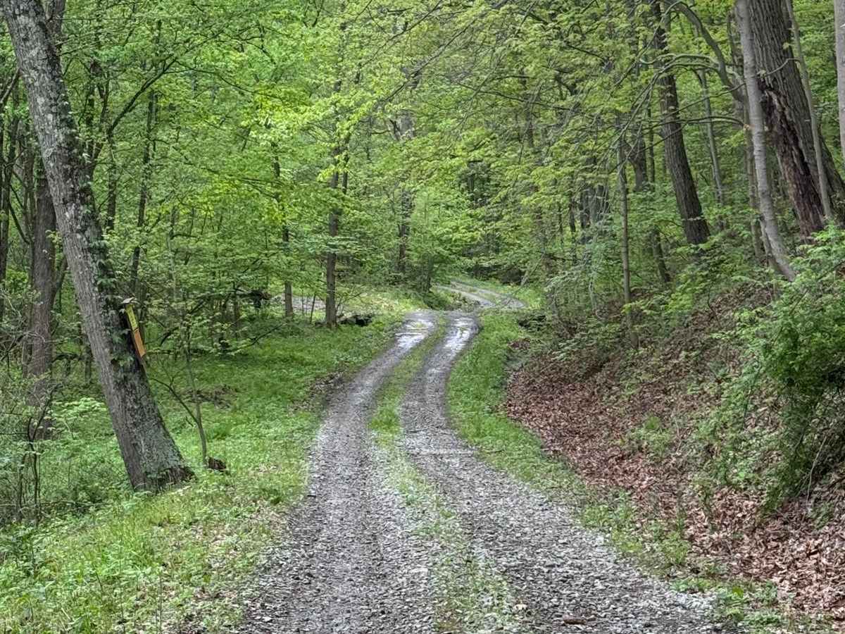 Dog Run Road | Off-Road Trail Maps, Difficulty, Trail Status | onX Offroad