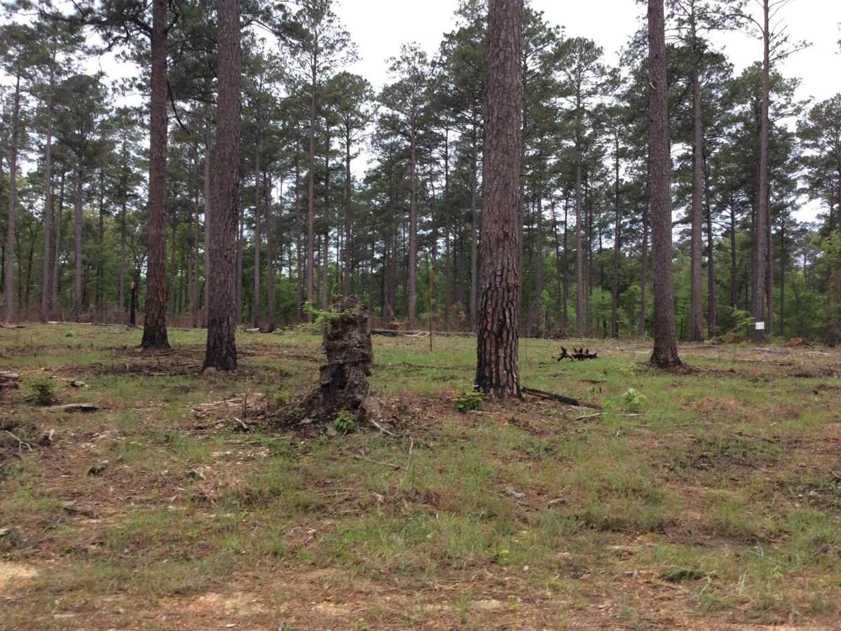Kistatchie National Forest - Barron and Williams Road | Off-Road Trail ...