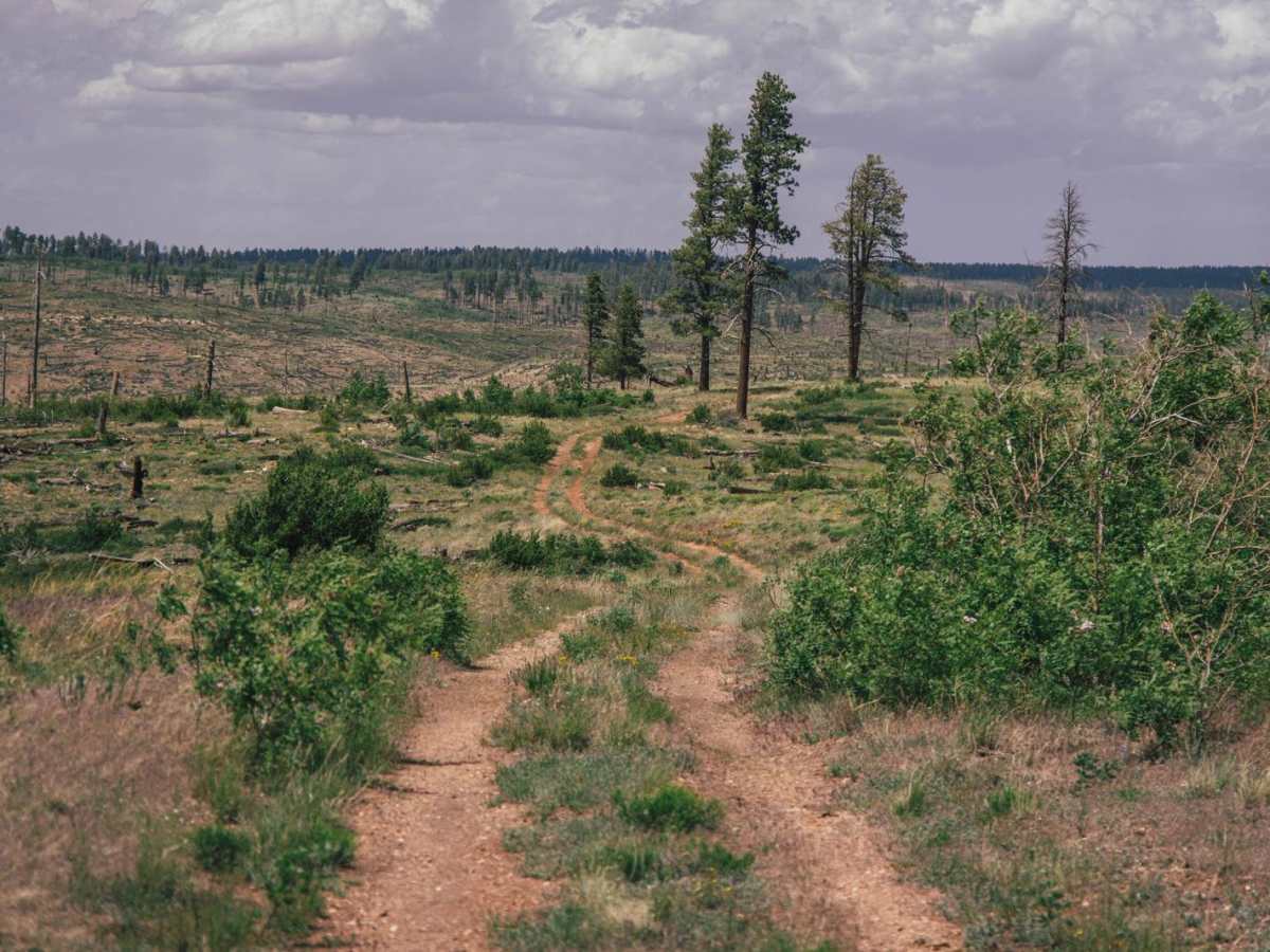 4169/Red Point | Off-Road Trail Maps, Difficulty, Trail Status | onX ...