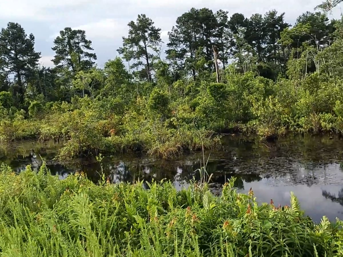 Pocosin Lakes National Wildlife Refuge | Off-Road Trail Maps ...