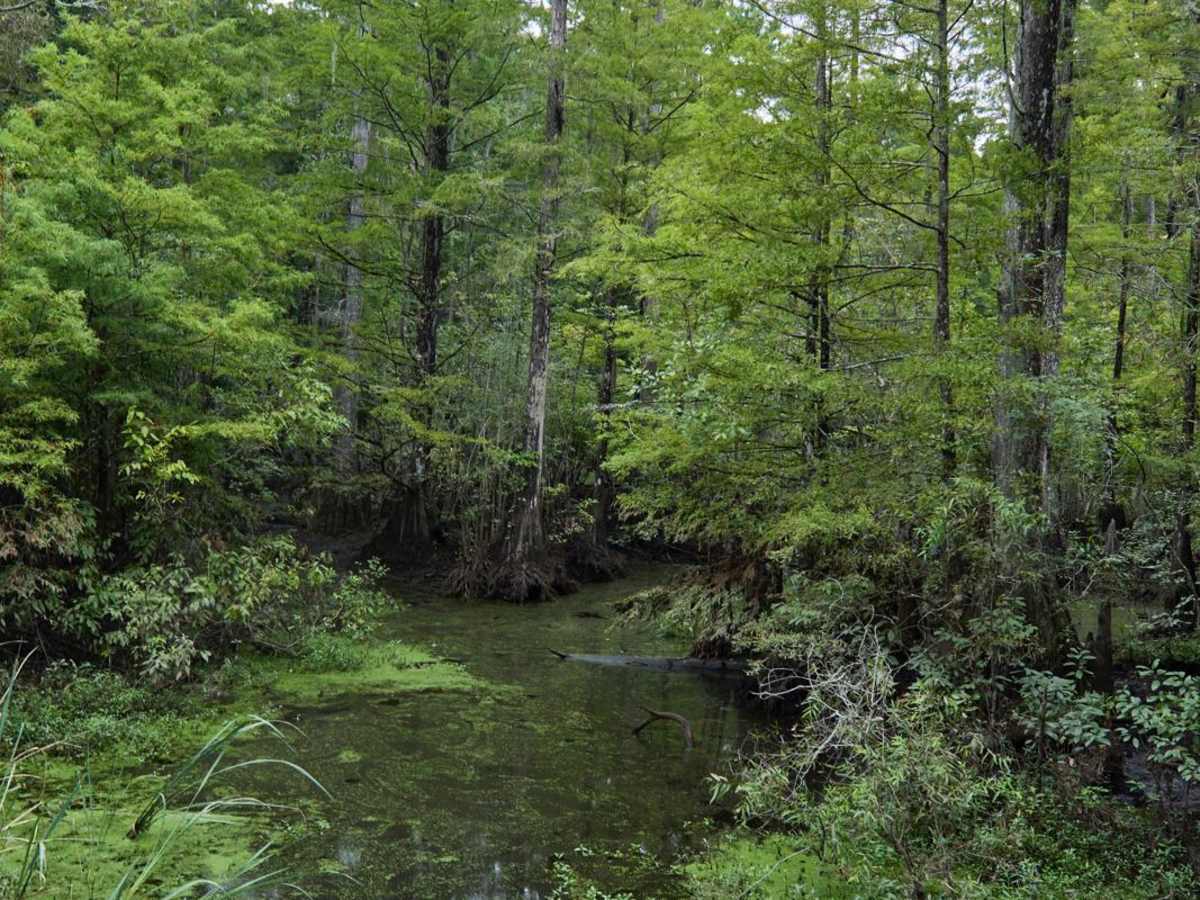 Bonneau Ferry WMA - Perimeter Loop B | Off-Road Trail Maps, Difficulty ...