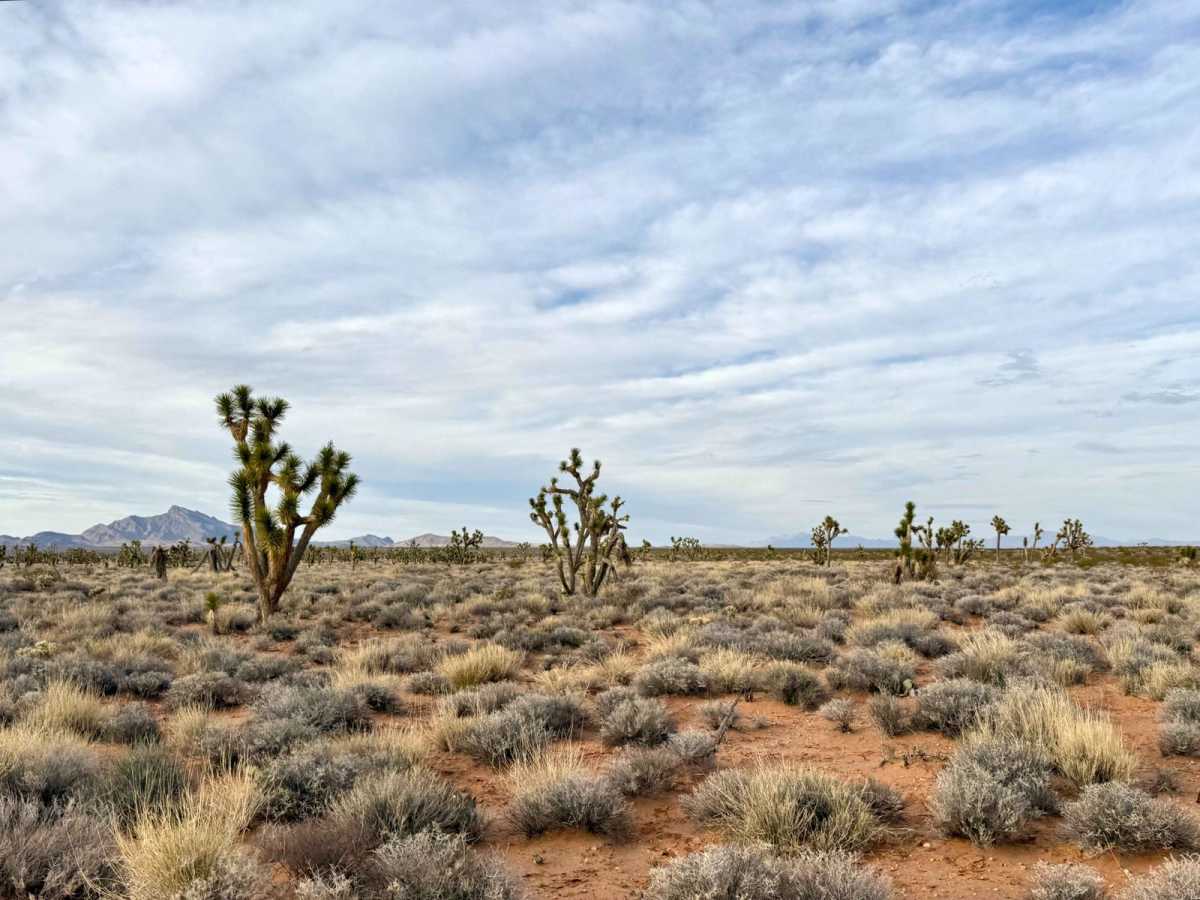 Joshua Trees and Cliffsides | Off-Road Trail Maps, Difficulty, Trail ...