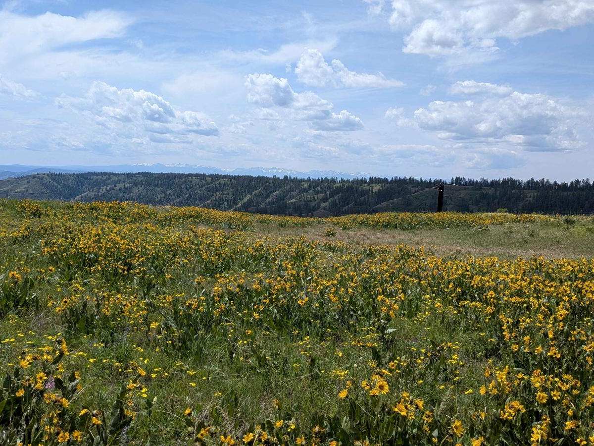 Buckhorn Overlook Spur | Off-Road Trail Maps, Difficulty, Trail Status ...