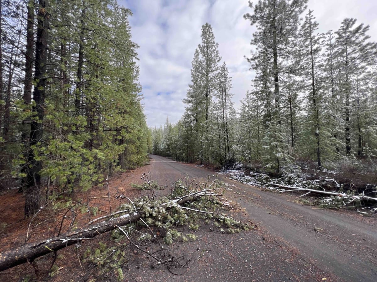 Lava Cast Forest 9720 | Off-Road Trail Maps, Difficulty, Trail Status ...