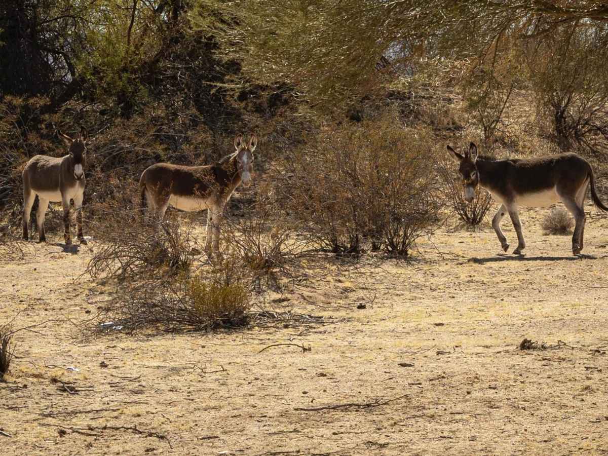 Tres Burros | Off-Road Trail Maps, Difficulty, Trail Status | onX Offroad