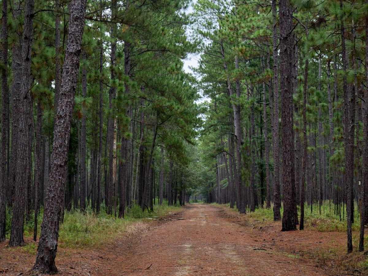 Bonneau Ferry WMA - Bottomland Hardwood Spur | Off-Road Trail Maps ...