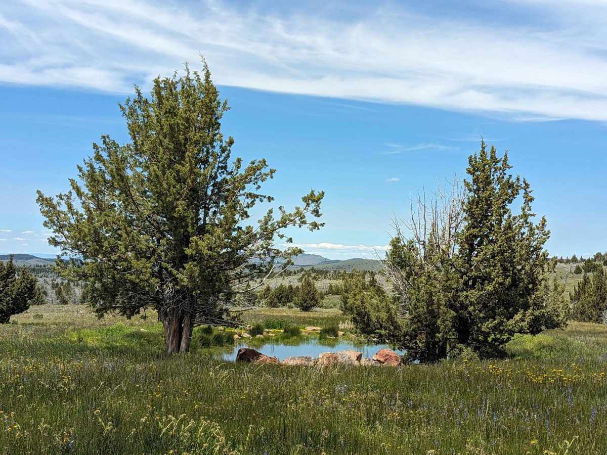 Virginia Valley to Stone House Road (Oregon BDR) | Off-Road Trail Maps ...