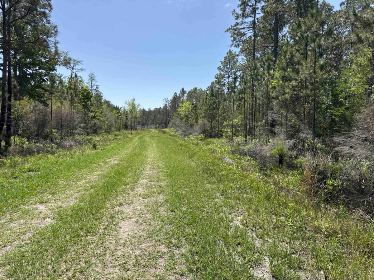 Gum Creek Road - Aucilla WMA | Off-Road Trail Maps, Difficulty, Trail ...
