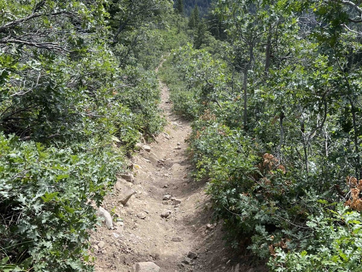 Timpooneke to Chris' Flat (2151) | Off-Road Trail Maps, Difficulty ...