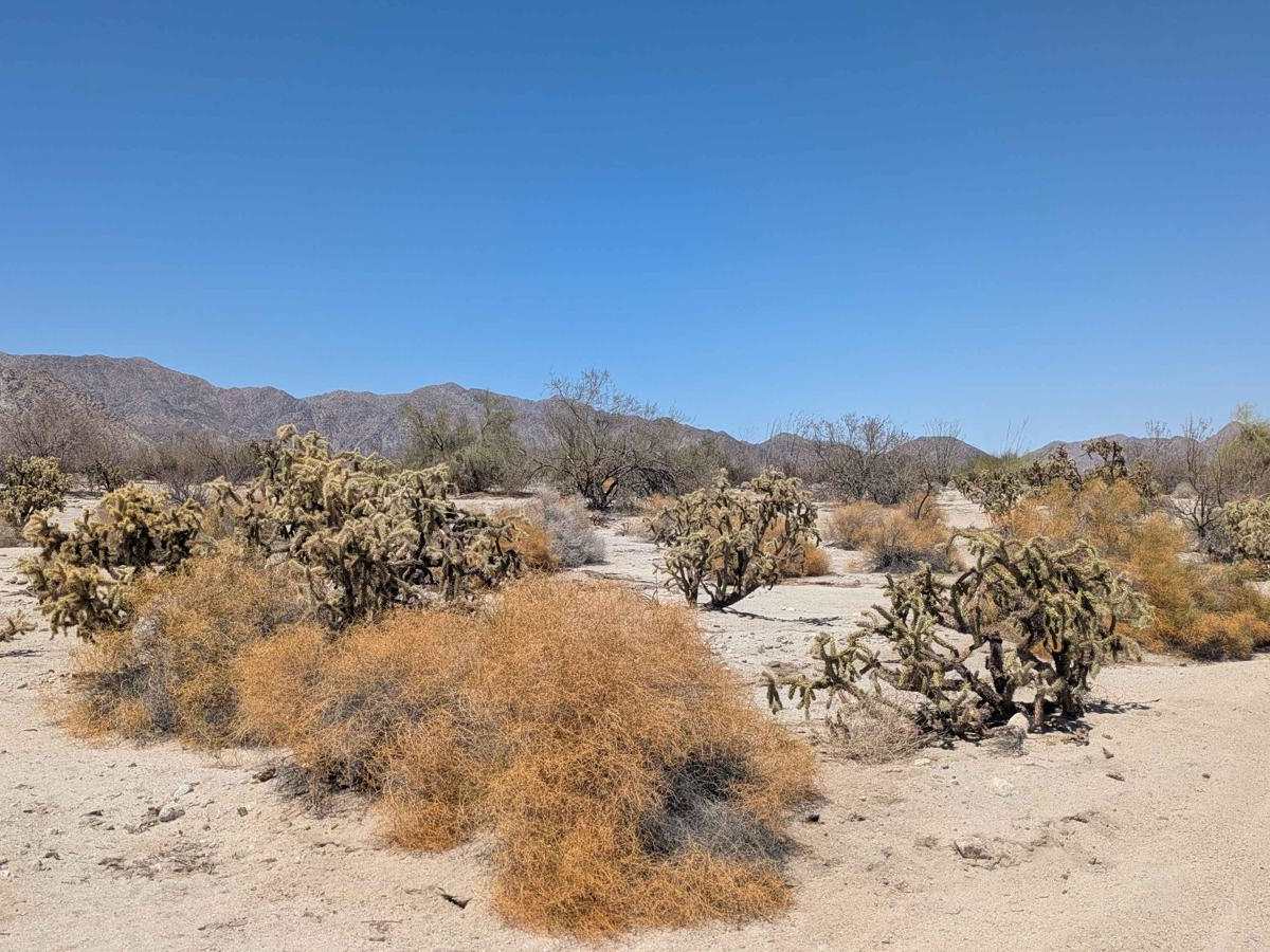 Teddy Bear Cacti Run | Off-Road Trail Maps, Difficulty, Trail Status ...