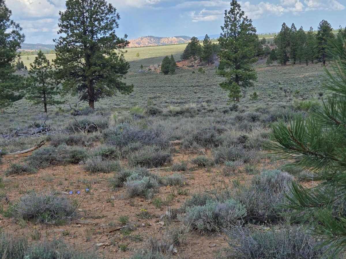 Tom's Best - Flake Swale Trail (FSR 1162) | Off-Road Trail Maps ...