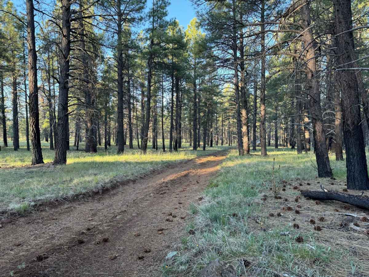 Sycamore Rim Overlook | Off-Road Trail Maps, Difficulty, Trail Status ...