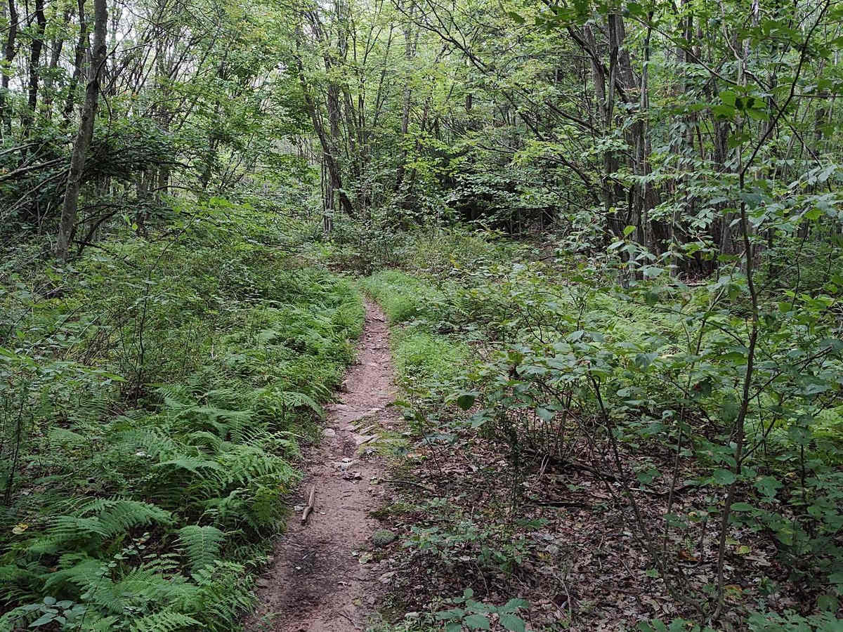 Cold Spring Trail - Single Track | Off-Road Trail Maps, Difficulty ...