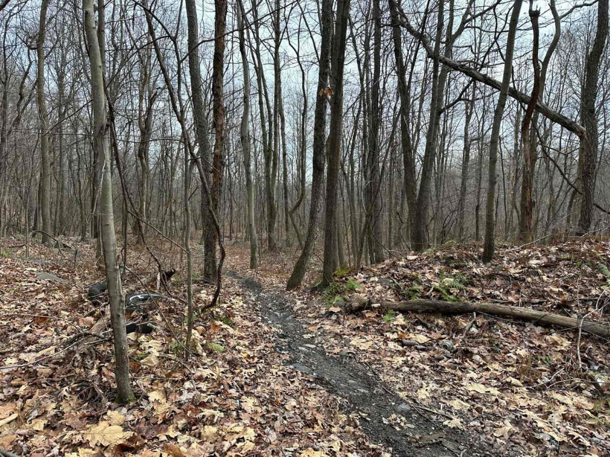 Locust Gap Single Track 3 | Off-Road Trail Maps, Difficulty, Trail ...