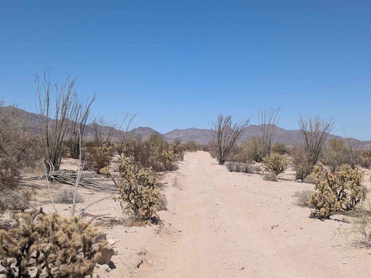 Teddy Bear Cacti Run | Off-Road Trail Maps, Difficulty, Trail Status ...