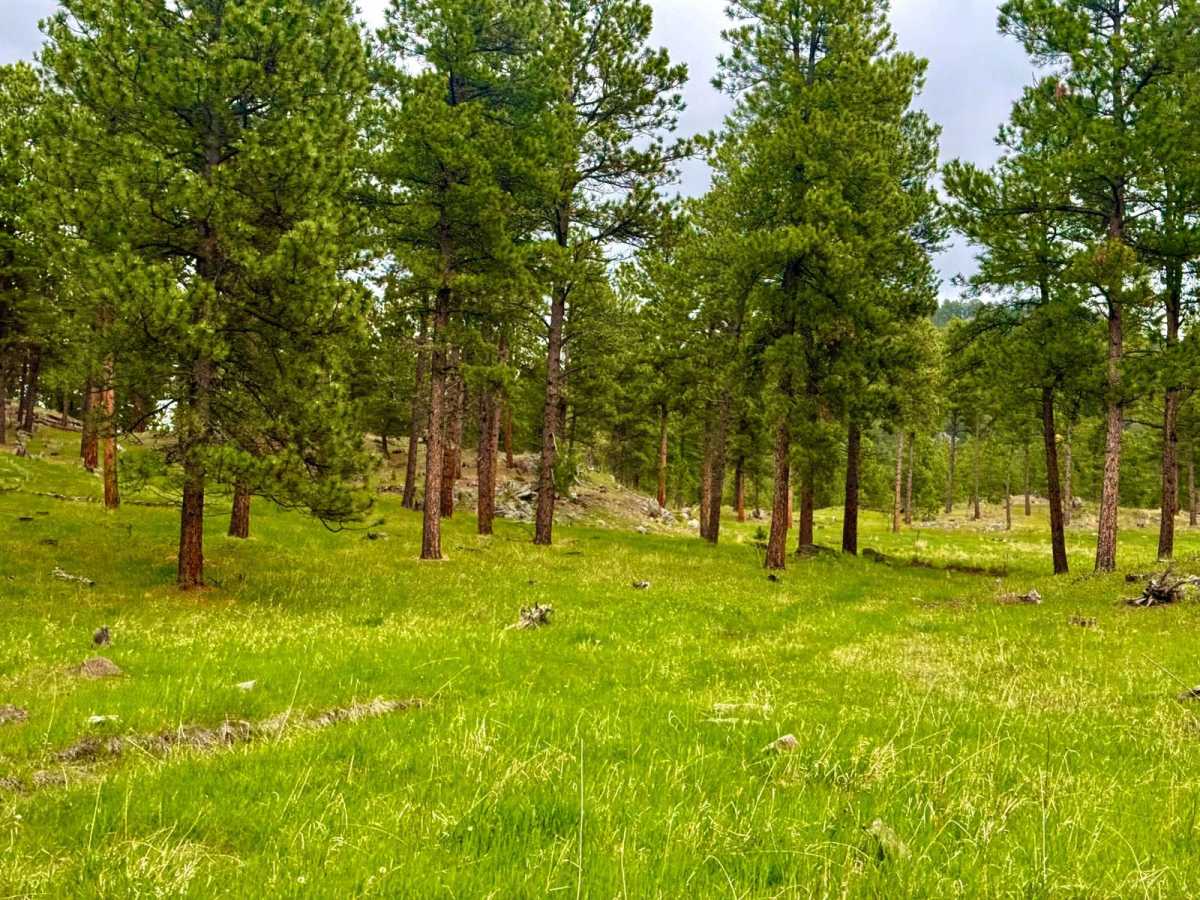 Twin Springs Cutoff (Branch 1A) | Off-Road Trail Maps, Difficulty ...