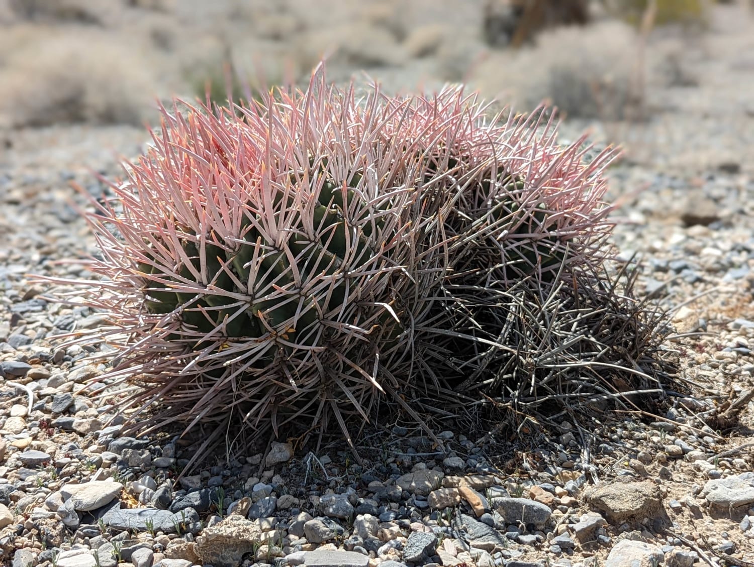 Carpenter Canyon Road, Nevada : Off-Road Trail Map & Photos | onX Offroad