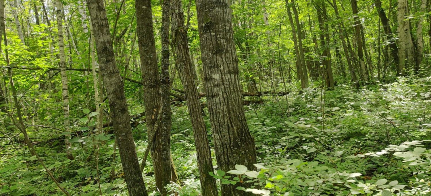 West Turtle Lake Loop Trail, Minnesota : Off-Road Trail Map & Photos ...